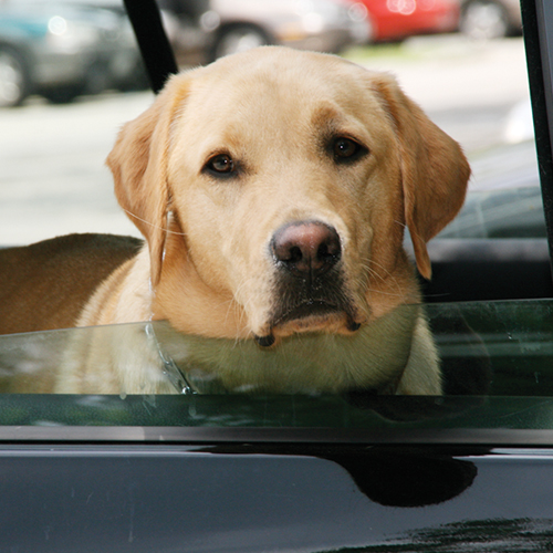 Animal Control – Humane Society & SPCA of Hancock County